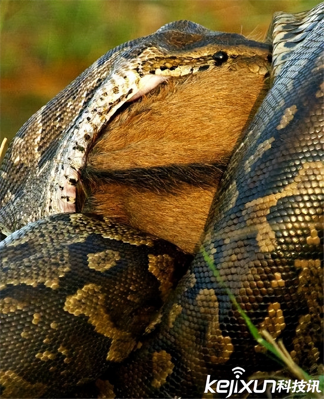 This big snake shook the whole of Africa, and the snake swallowed ...