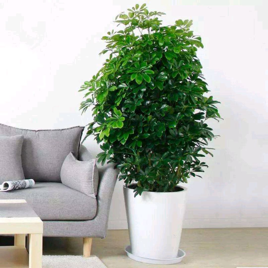 "There are trees in the house, and nine out of ten are rich." Potted ...