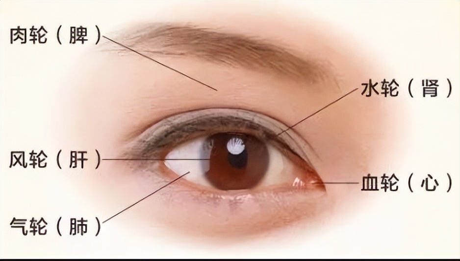 TCM's Dialectical Views on Eye Shape, Qi and Spirit (Part 1) - iNEWS