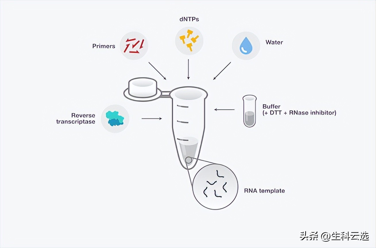 RNA reverse transcription, these factors need to be considered - iNEWS