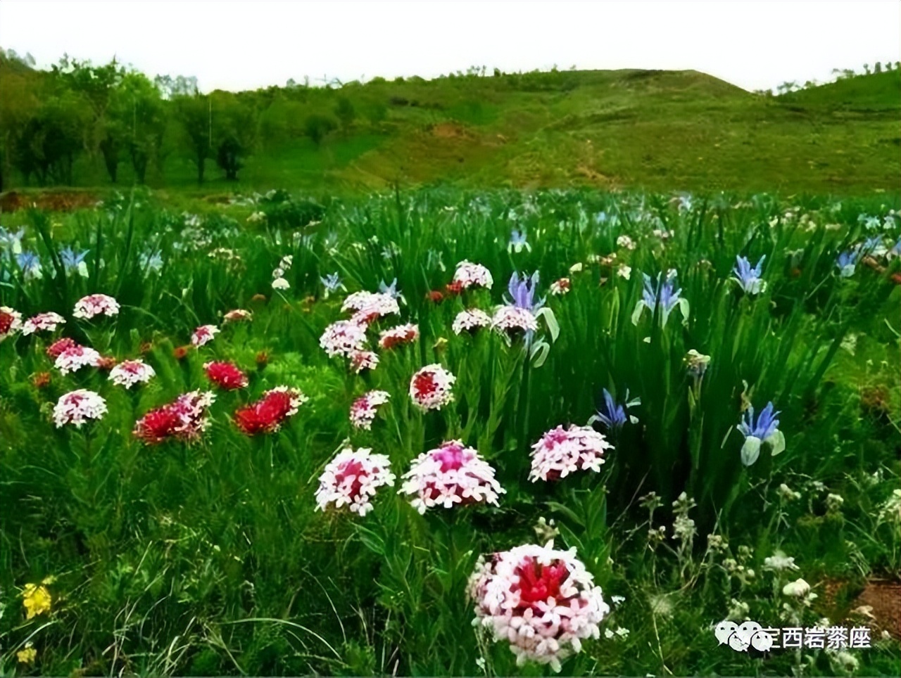 Malan flower blooms - the legend of Lijiaxia - iNEWS