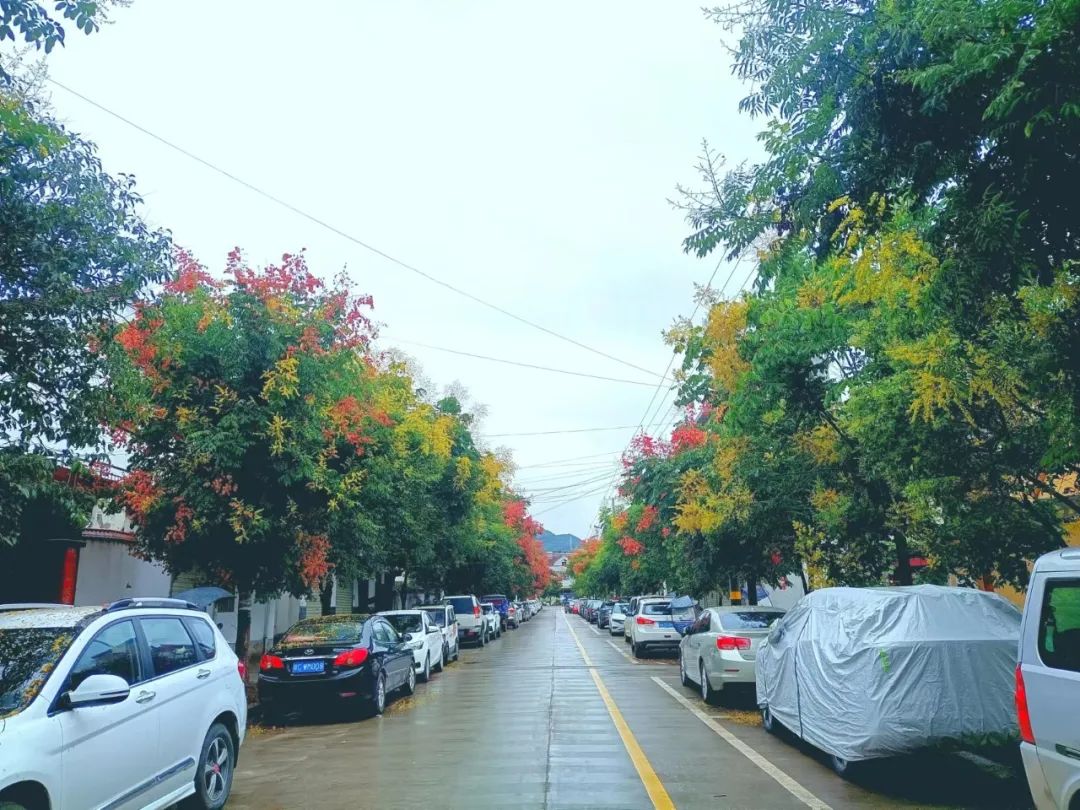 The luan tree is blooming, and the powder is like a face - iNEWS