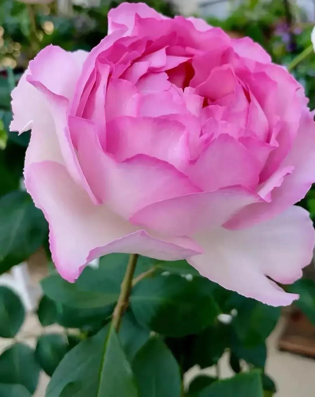 Eight beautiful and fragrant varieties of Eve series - iMedia