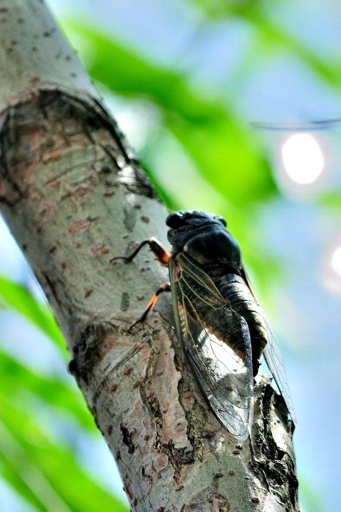 Summer Cicadas Singing (Prose) - iMedia