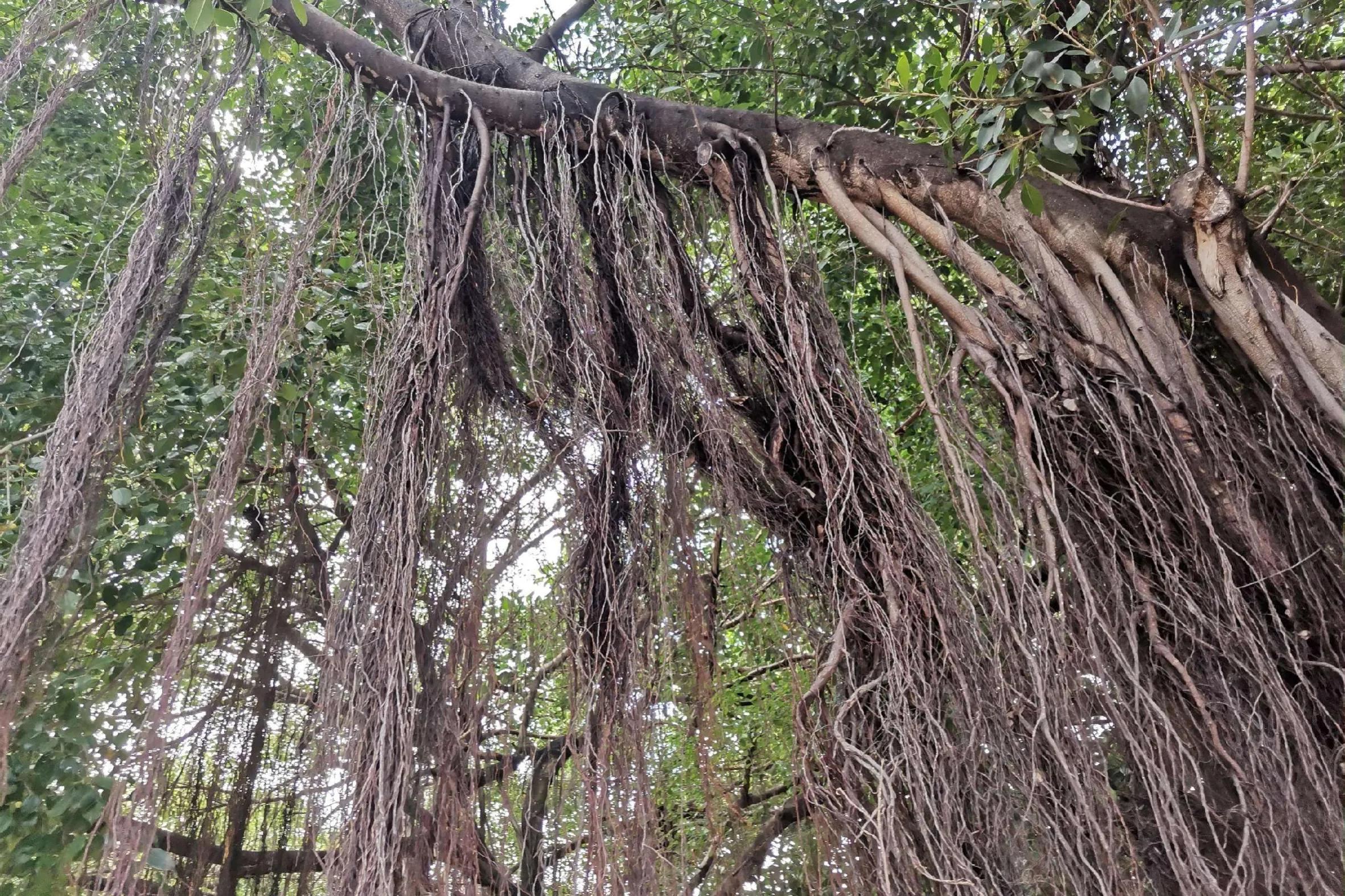 How powerful is the banyan tree that strangles everything and forms its ...