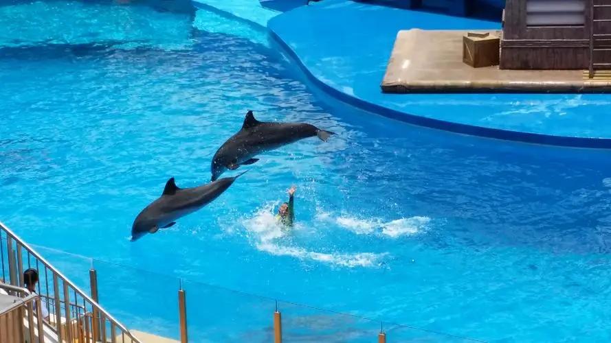 Regarding the documentary "Dolphin Cove", what sad experience did you ...