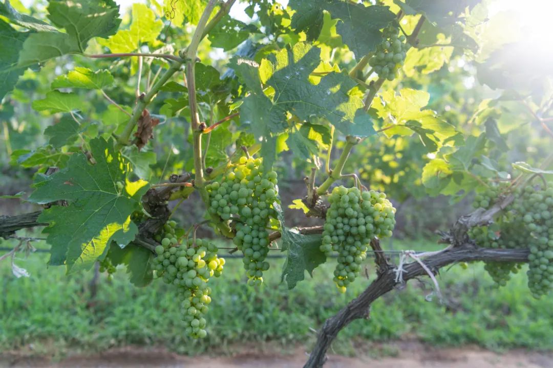 The "spring" of Yantai's wine industry is here - iNEWS