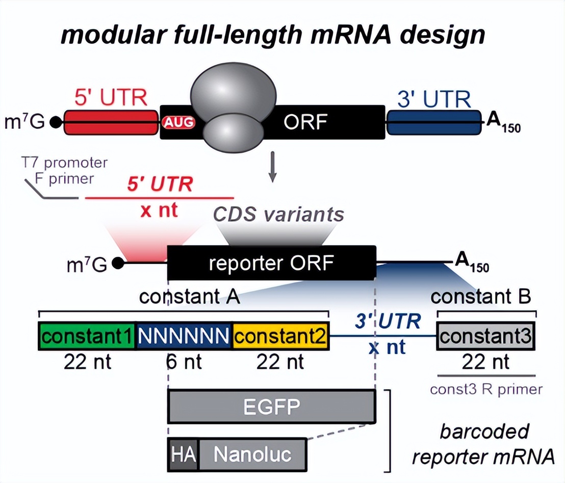 High-throughput experiments to explore the principles of optimal design ...