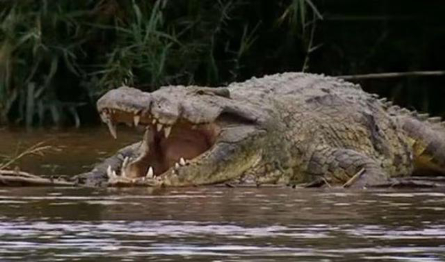 More than 300 people were killed in 10 years, and the giant man-eating ...