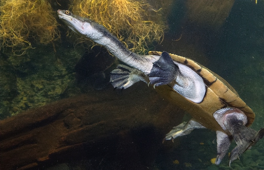 Giraffes: The Ecological Wonders of Nature's Giants - iNEWS