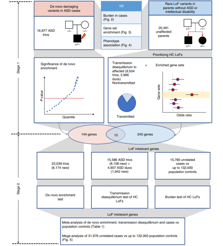 SPARK, largest autism study cohort to date, identifies new ASD risk ...