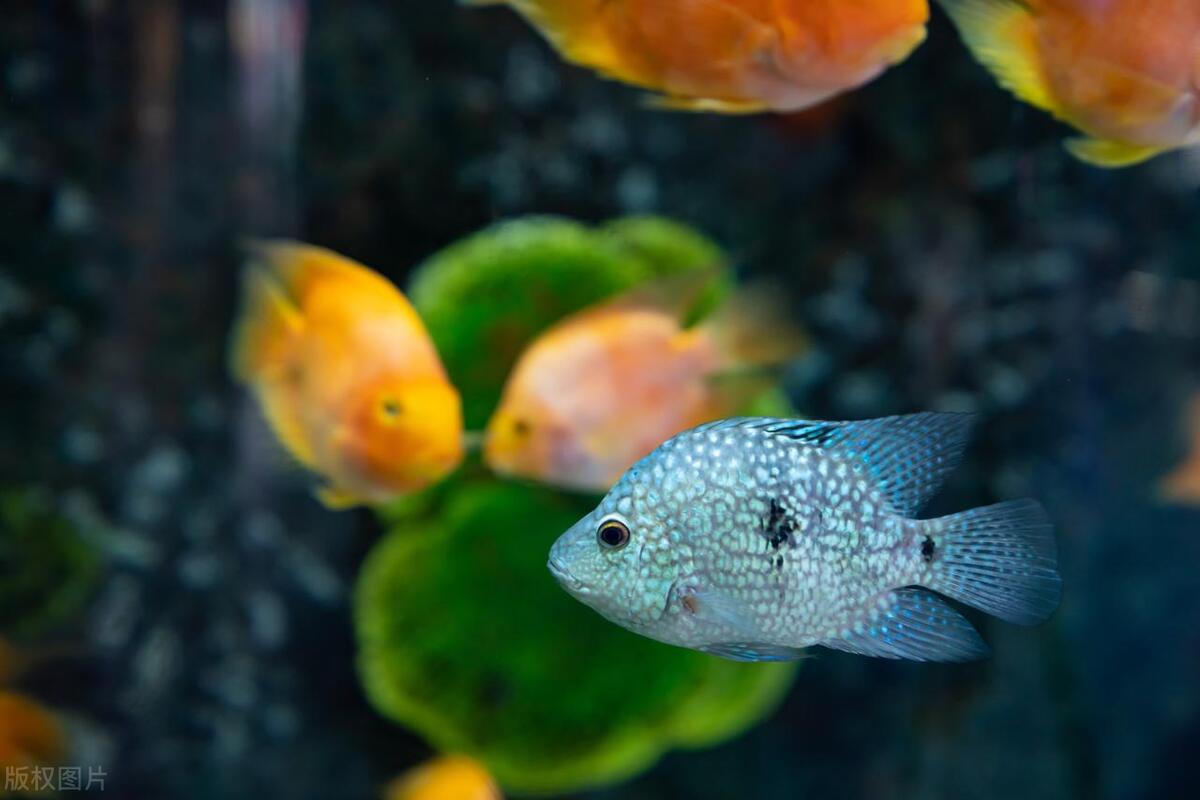 Why do fish sleep with their eyes open? Why fish sleep with their eyes ...