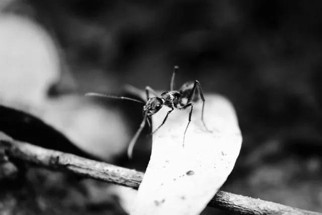 The relationship between ants and human civilization has spanned ...