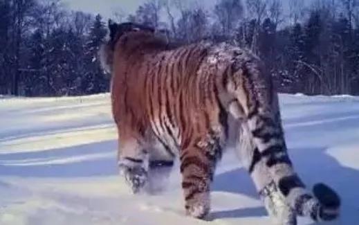The real weight of the Siberian tiger - iMedia