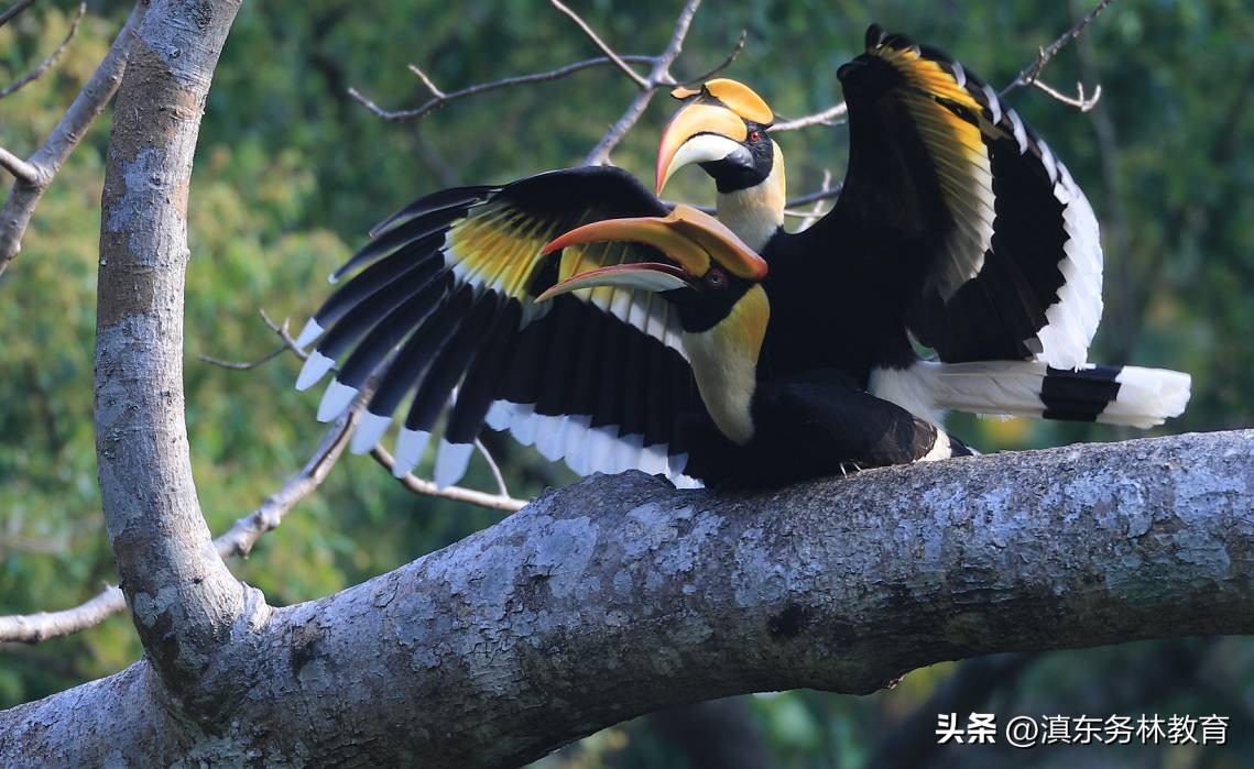 Yunnan Animal Kingdom - iNEWS