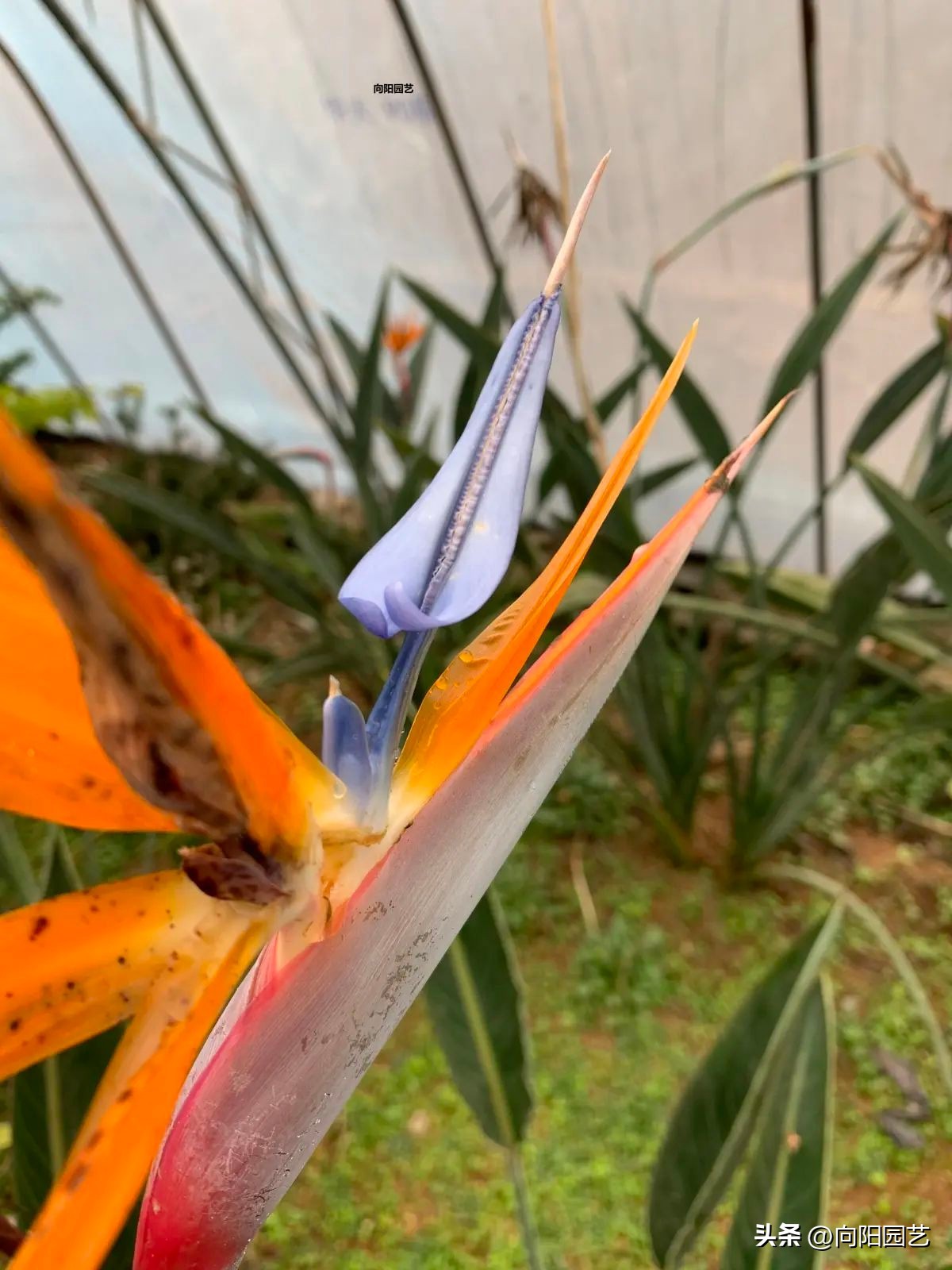 The Strelitzia orchid that Internet celebrities boast about, people who bought it regretted it ...