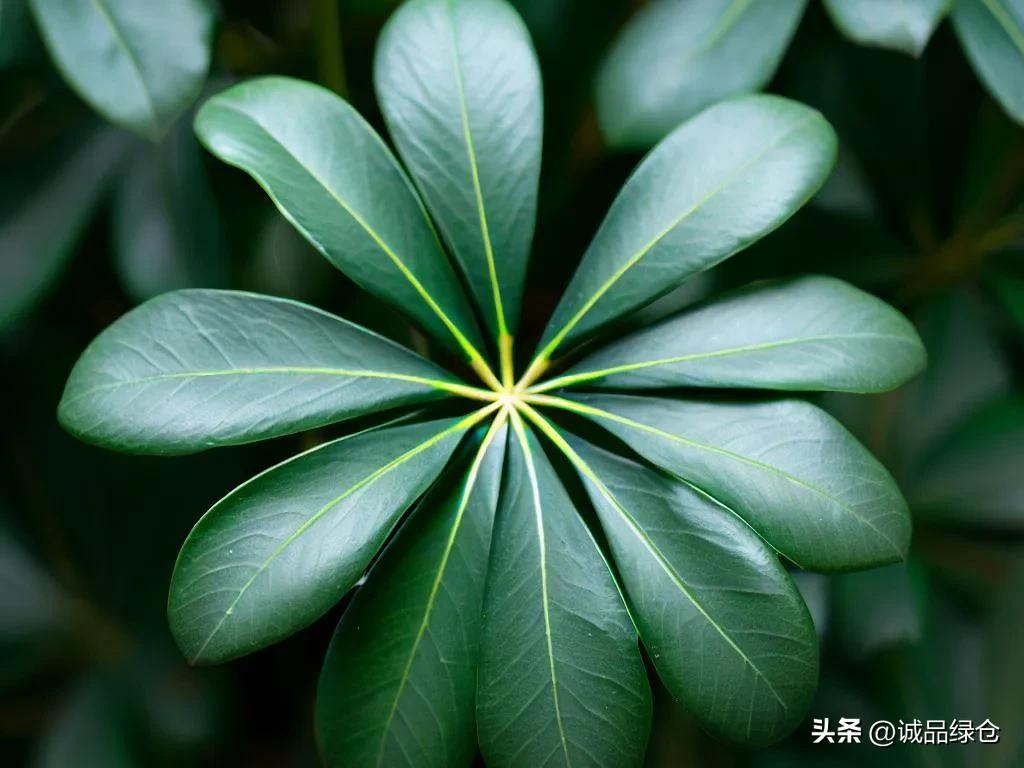 Duck Palm: A Plant That Is As Beautiful As It Is - iMedia