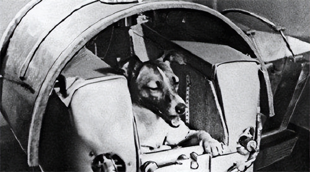 62 years ago, humans sent a dog into space, what happened to it in the ...