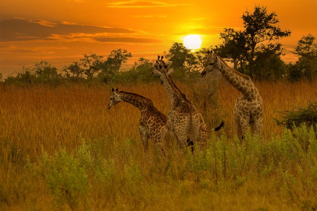 Giraffes - mythical beasts of Africa - iMedia