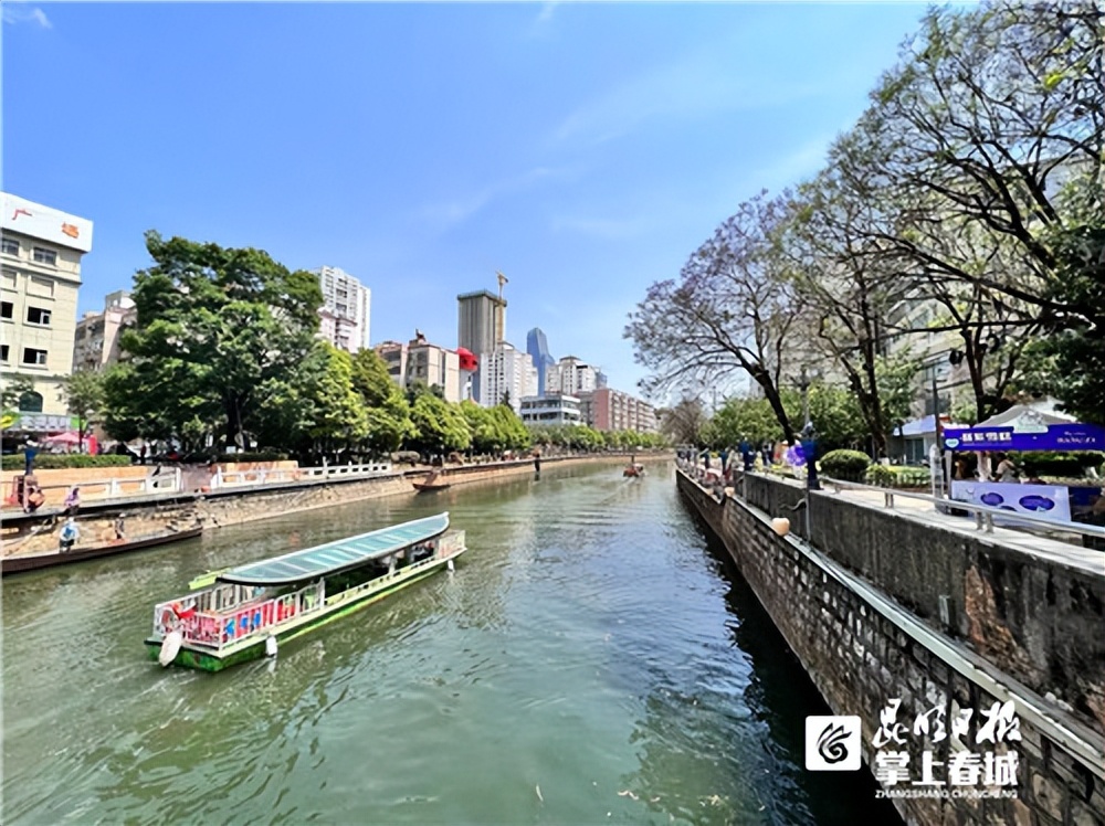 Beautiful!Kunming opens special line for jacaranda cruise - iNEWS