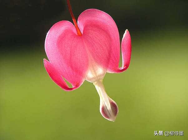 Are the flowers "tasteless"?Learn 5 photography methods to make your ...
