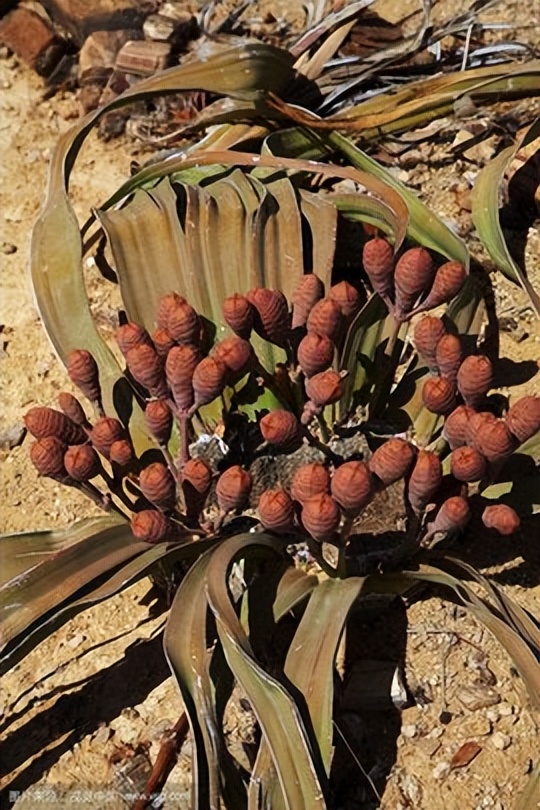 There is a "big octopus" in the African desert, which can live for ...