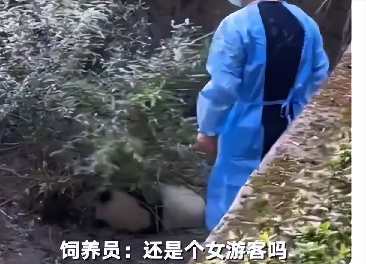 The base responded that the giant panda Fu Wan was splashed with water ...