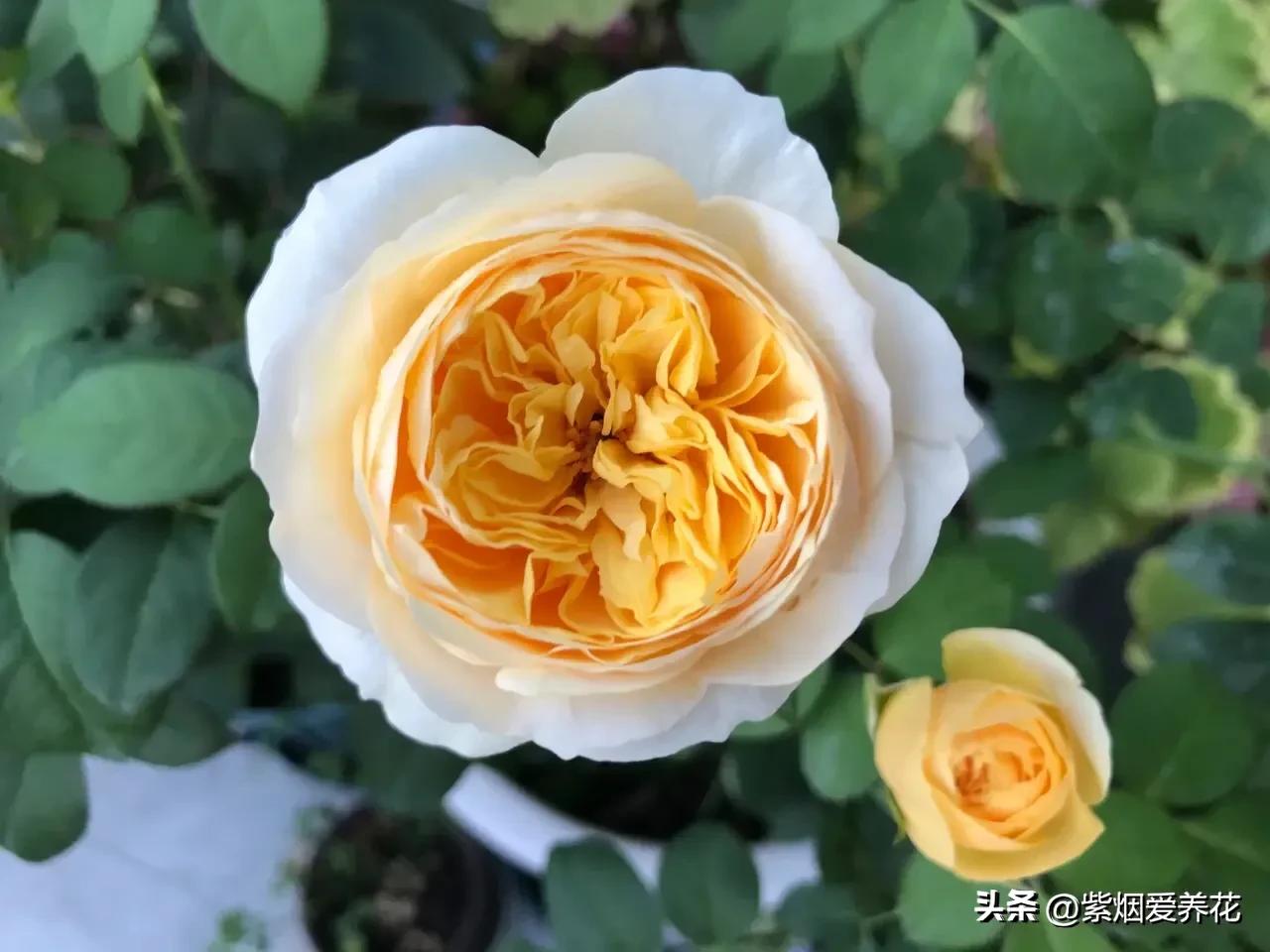 A classic rose for cut flowers, repeated flowering in multiple seasons ...