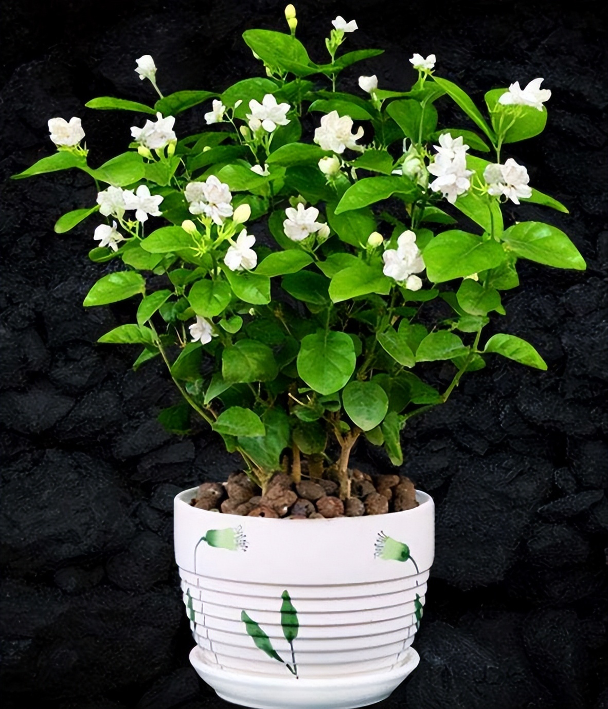 5 kinds of "sour-loving flowers", like vinegar jars, a cup of vinegar ...