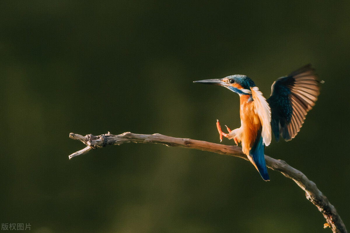 Brilliant and Colorful Kingfisher - A Beautiful Journey of a Flying ...
