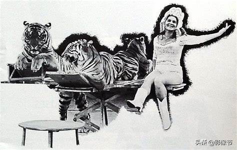 The year of the tiger talks about the tiger, do you still remember the ...