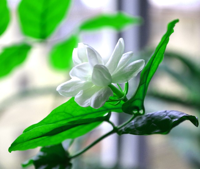 Deng Yalan's Original Prose - No Matter, Sad Autumn - iMedia