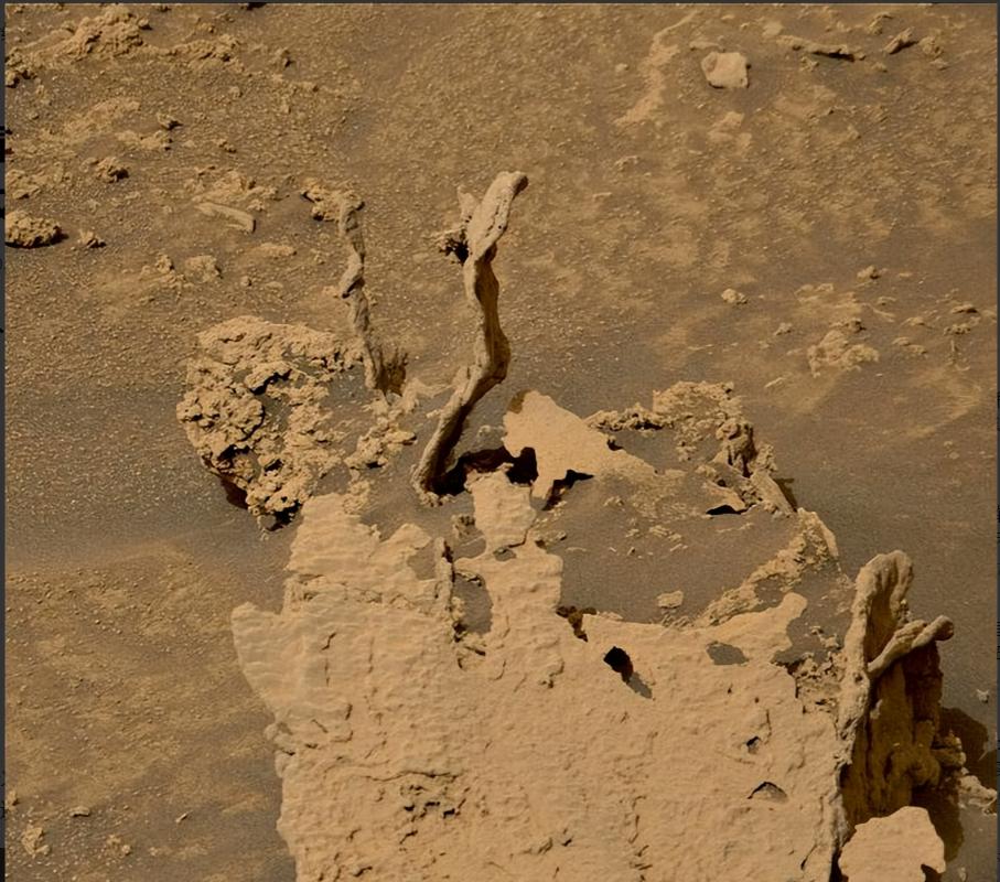 Are there snakes on Mars?Curiosity sends back bizarre photos, like tree ...