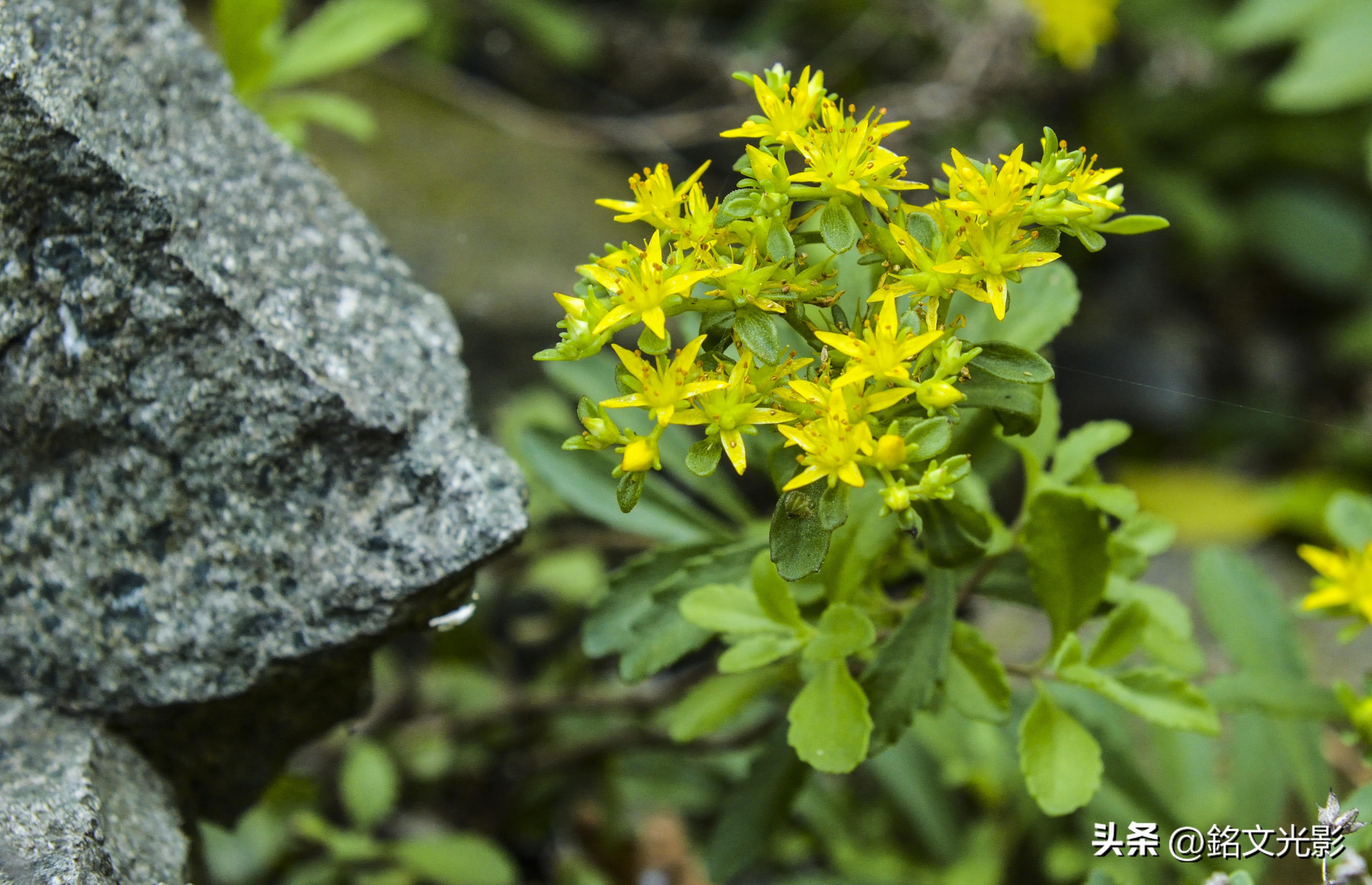 yellow cabbage flowers - iMedia