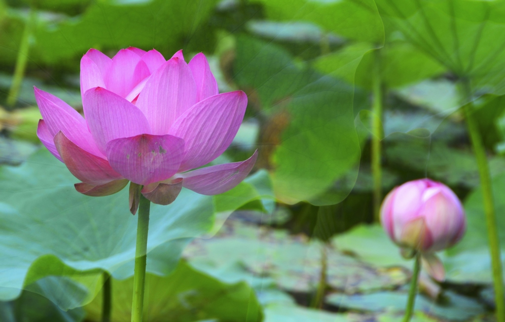 In the summer in Fan Chengda's poems, the plums are golden and the ...
