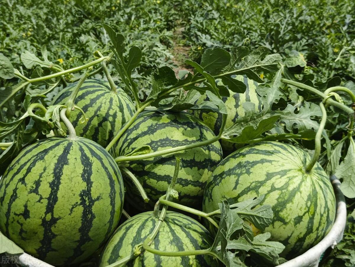 Chinese watermelon freedom makes Koreans break their defenses! Korean ...