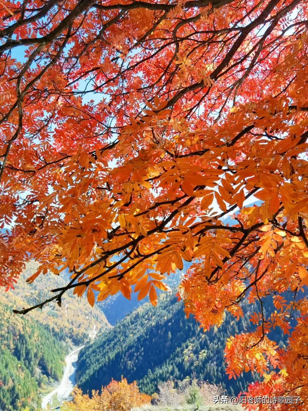 autumn rowan tree - iNEWS