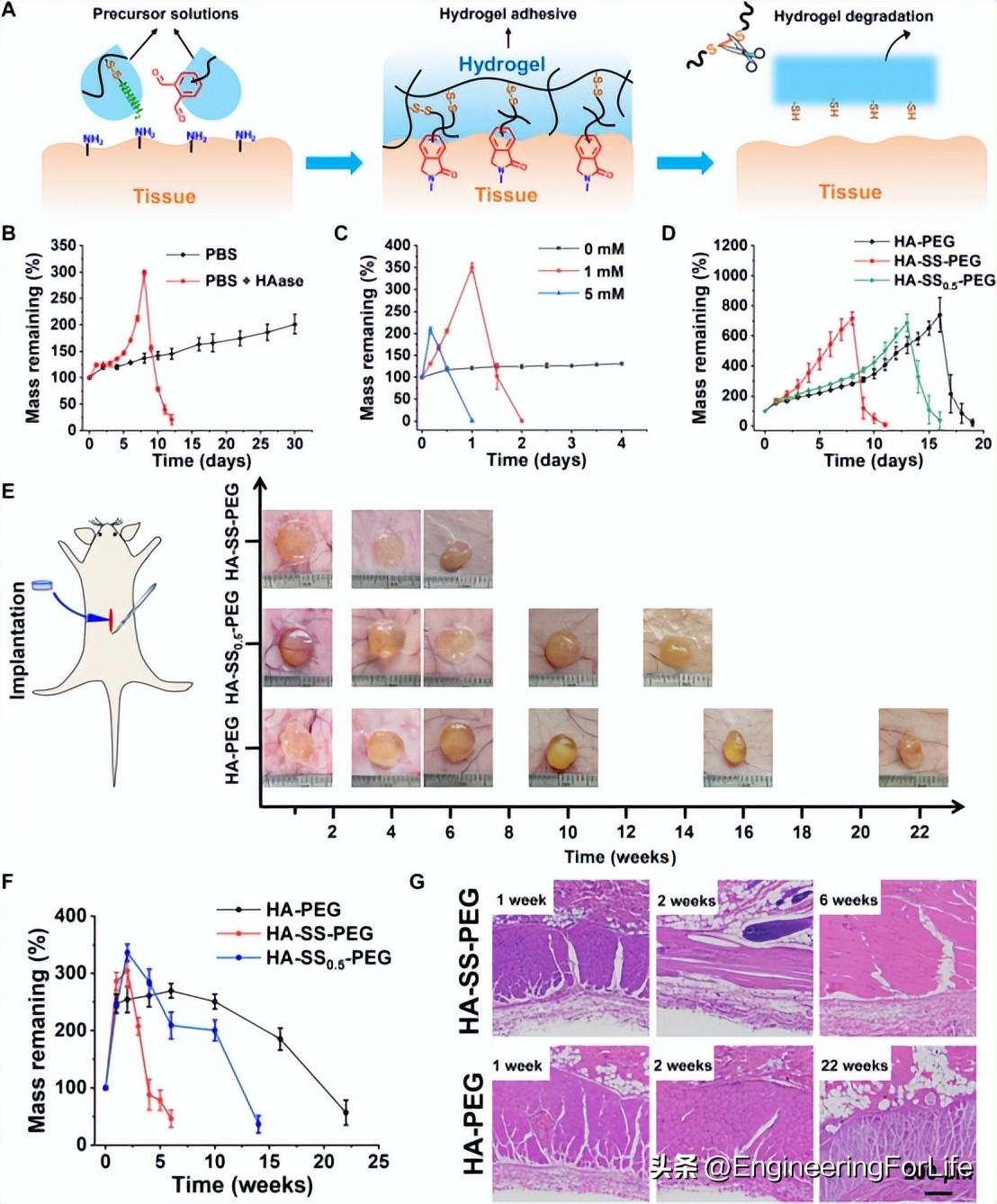 "Sci. Adv.": Injectable, self-healing hydrogel adhesive for seamless ...