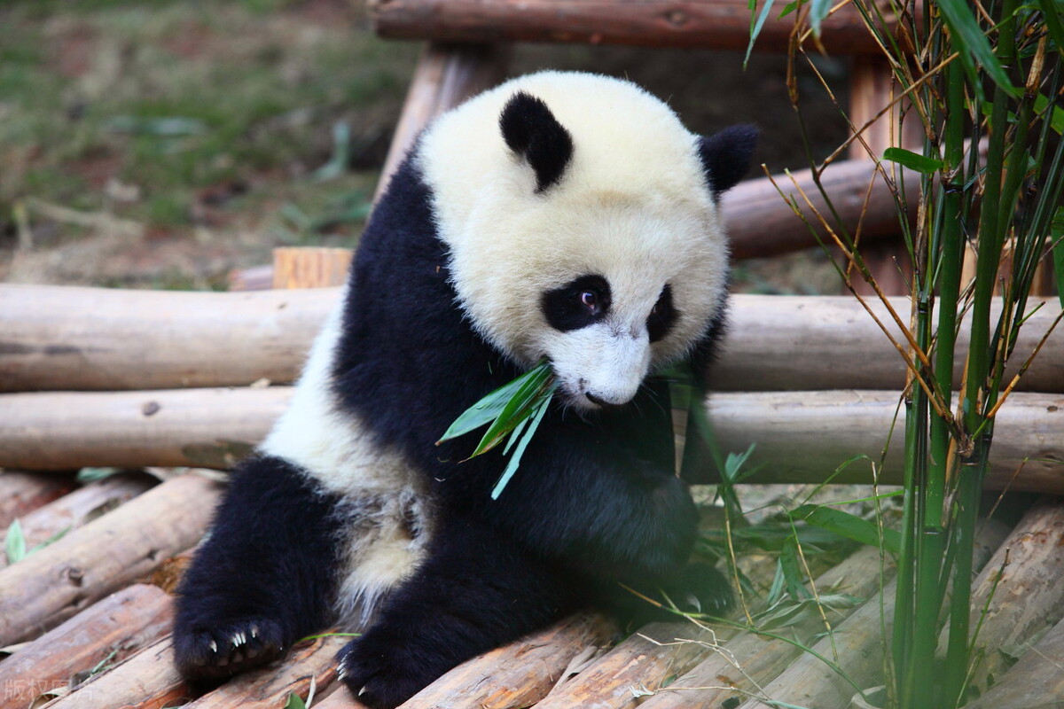 Chengdu's happy fireworks and high morale best represent typical China ...