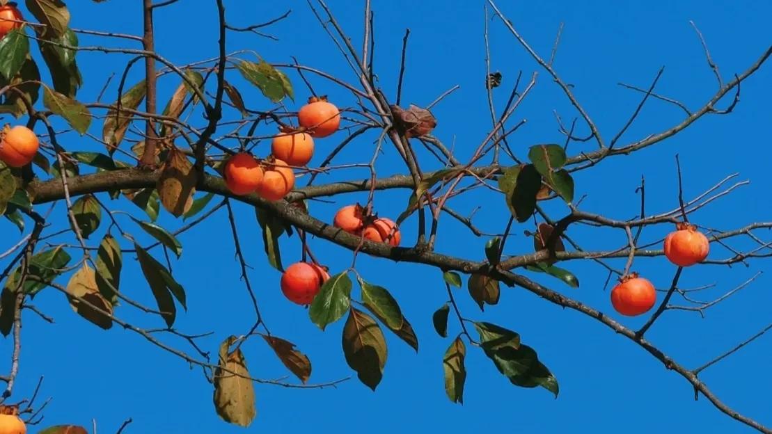 Twenty beautiful poems about persimmons are shared with you! - iNEWS