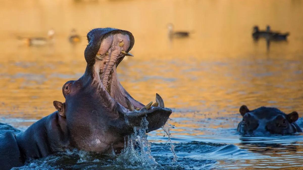 Hippos rarely become prey for other animals, so what exactly does their ...
