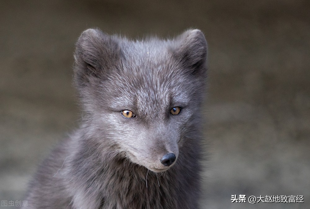 Blue Fox Breeding Technology + Video - iNEWS