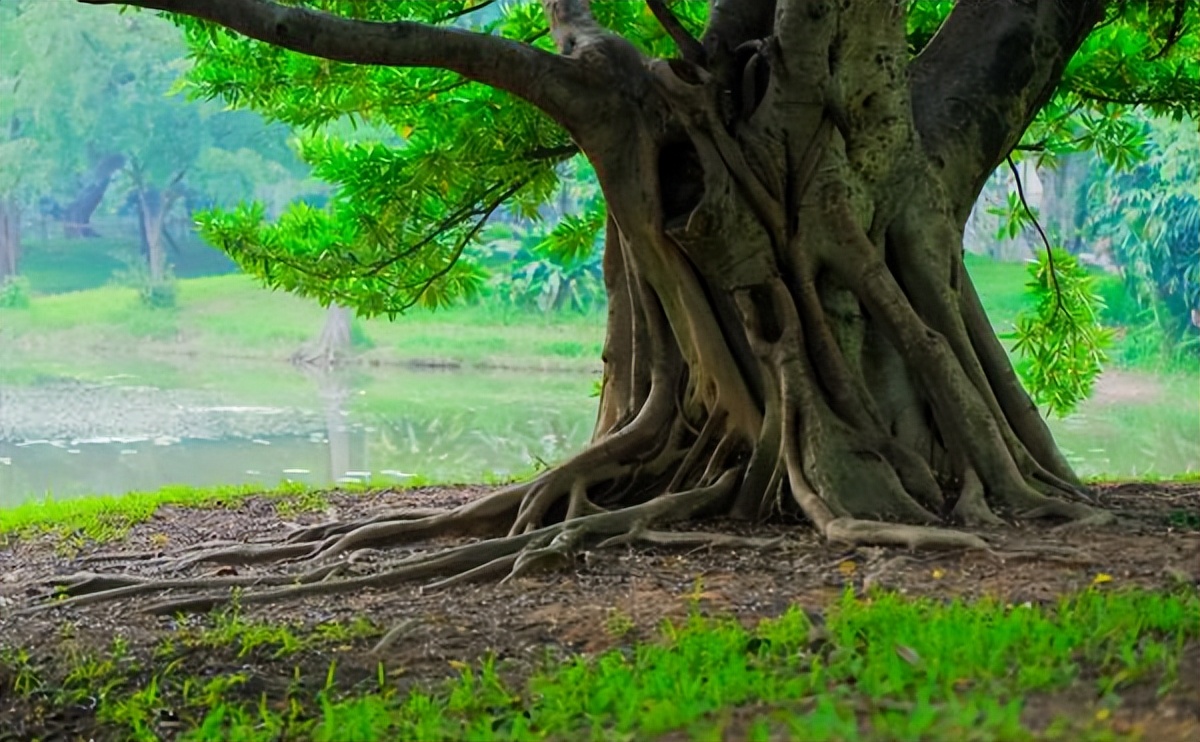 Banyan Tree: Holding up a forest alone? - iNEWS