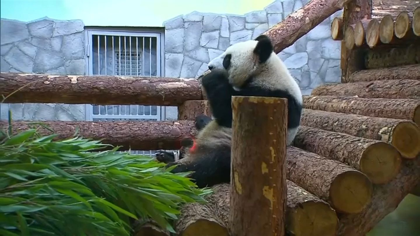 Dun Dun has fresh bamboo! The giant panda in Russia has become a "Kung ...