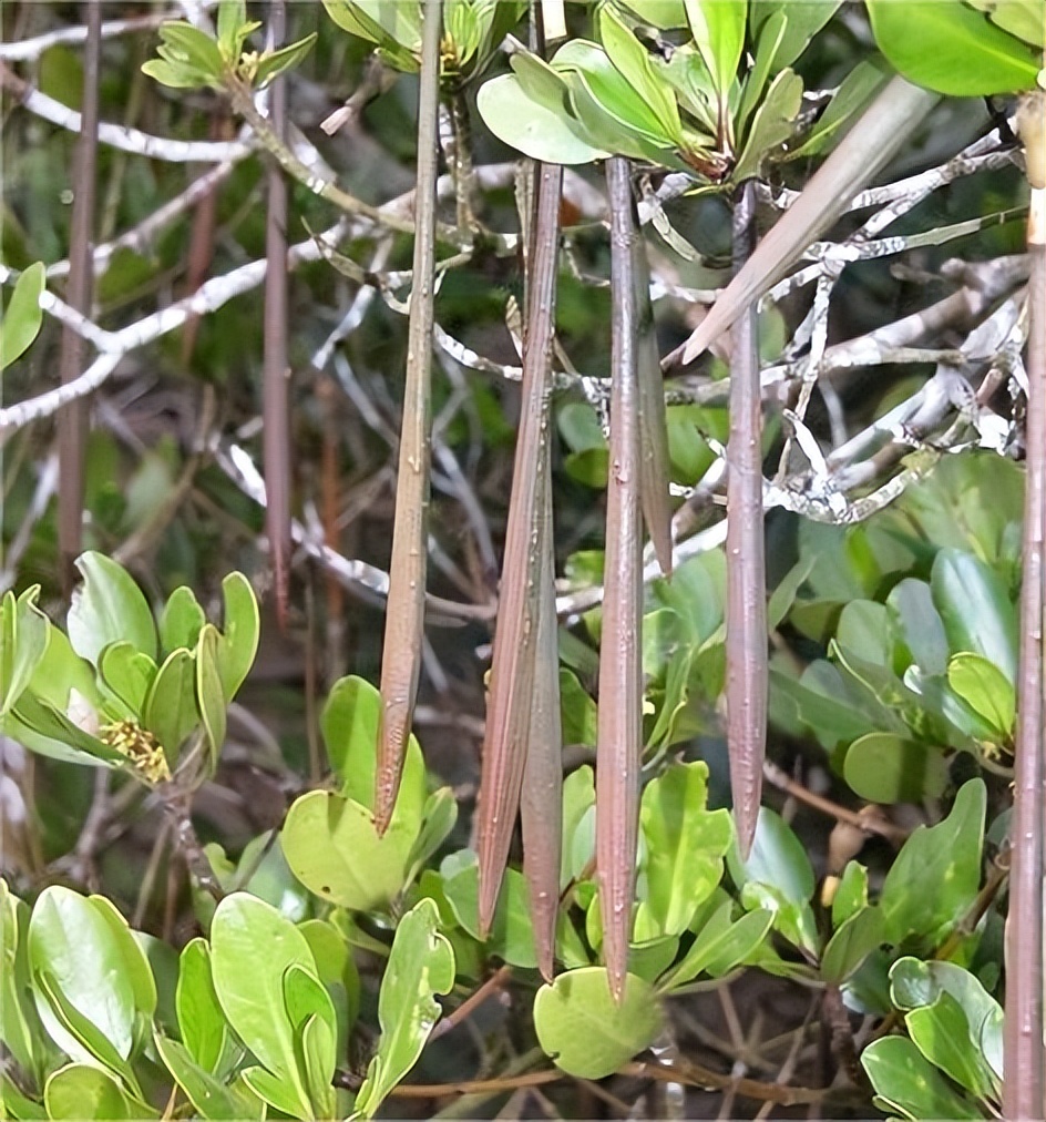 Status quo of application and protection of silique fruit - iNEWS