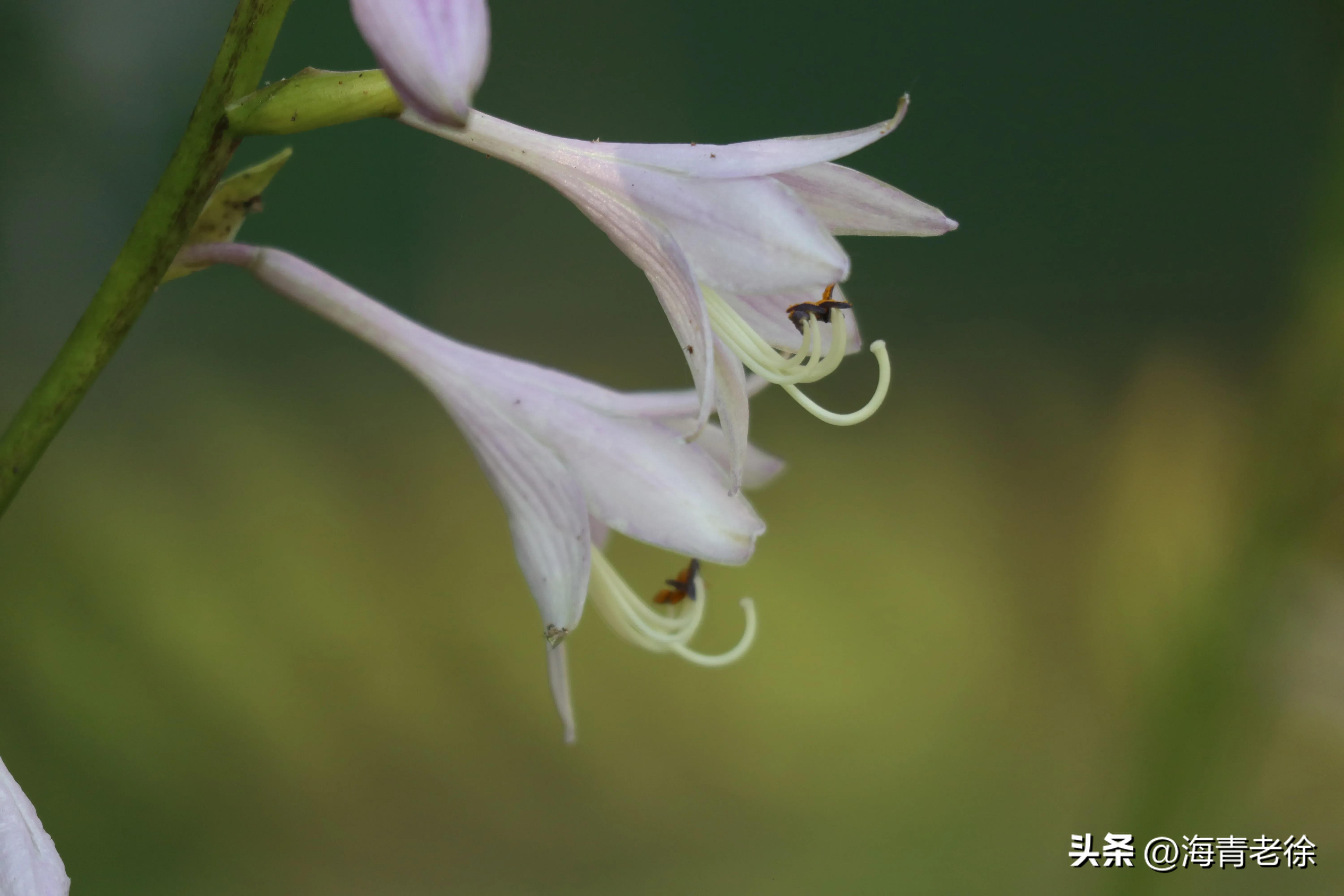 "Purple calyx supports thousands of pistils, yellow whiskers illuminate ...