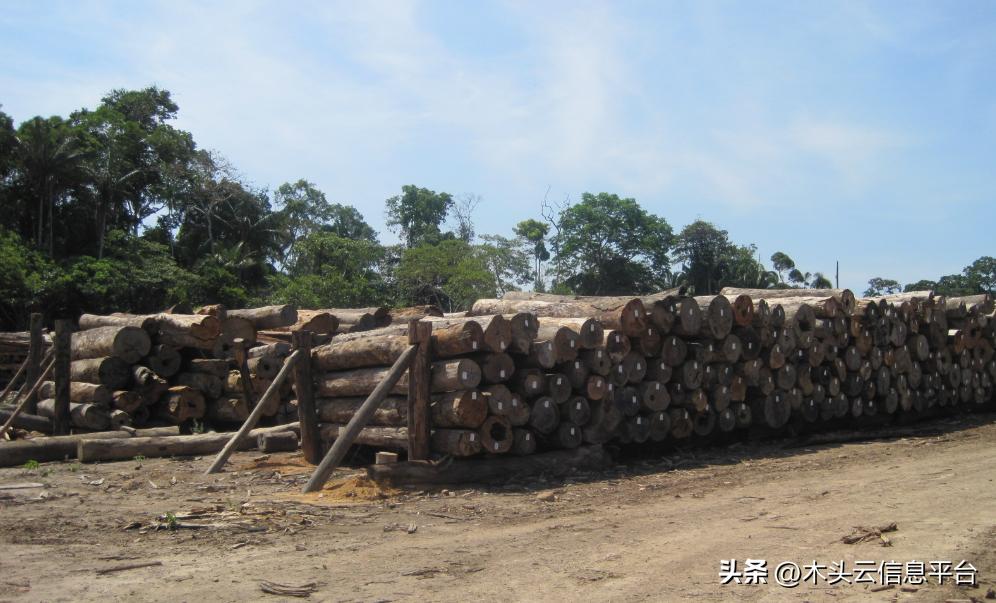 Brazilian log exports still in decline - iMedia