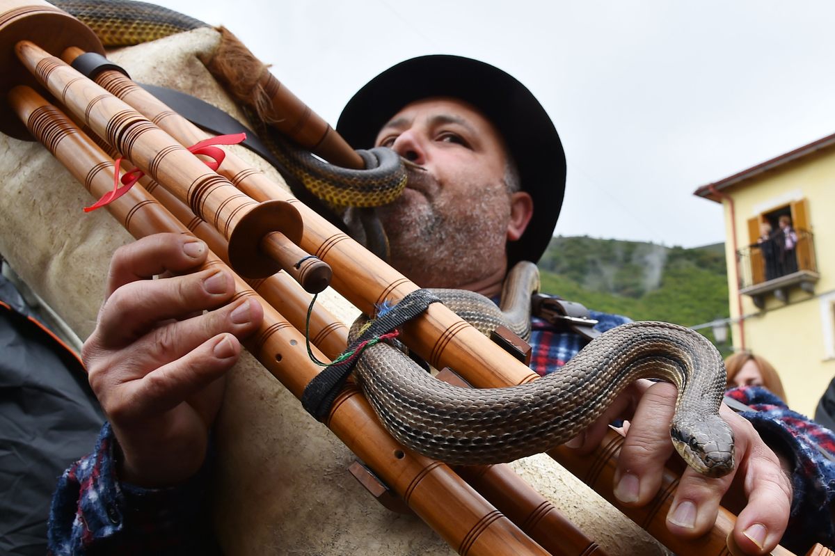 Do you dare to participate in the annual live snake celebration? - iNEWS