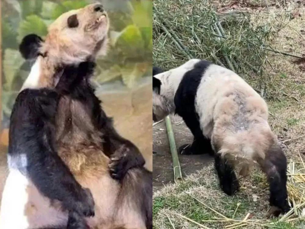 The eldest princess Yaya, who was skinny outside, gained 24 catties a ...