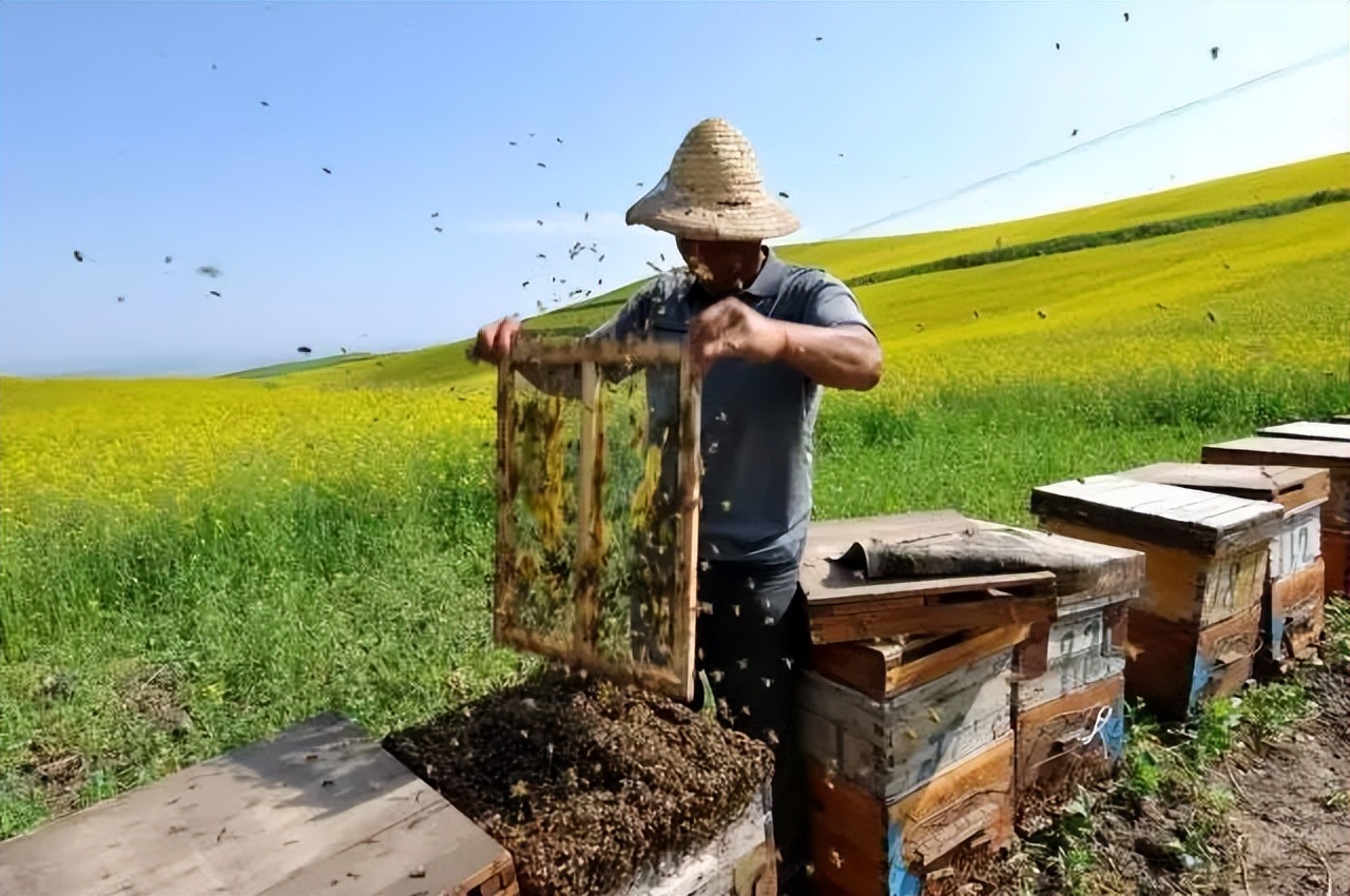 What is real honey?What is good honey? - iNEWS